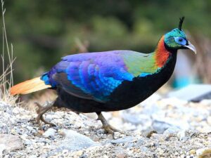 Uttarakhand State Symbols: Animal, Bird, Flower, Tree - Mero Uttarakhand