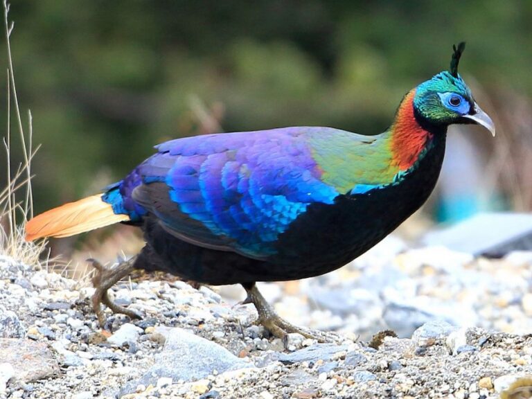 Uttarakhand State Symbols: Animal, Bird, Flower, Tree - Mero Uttarakhand